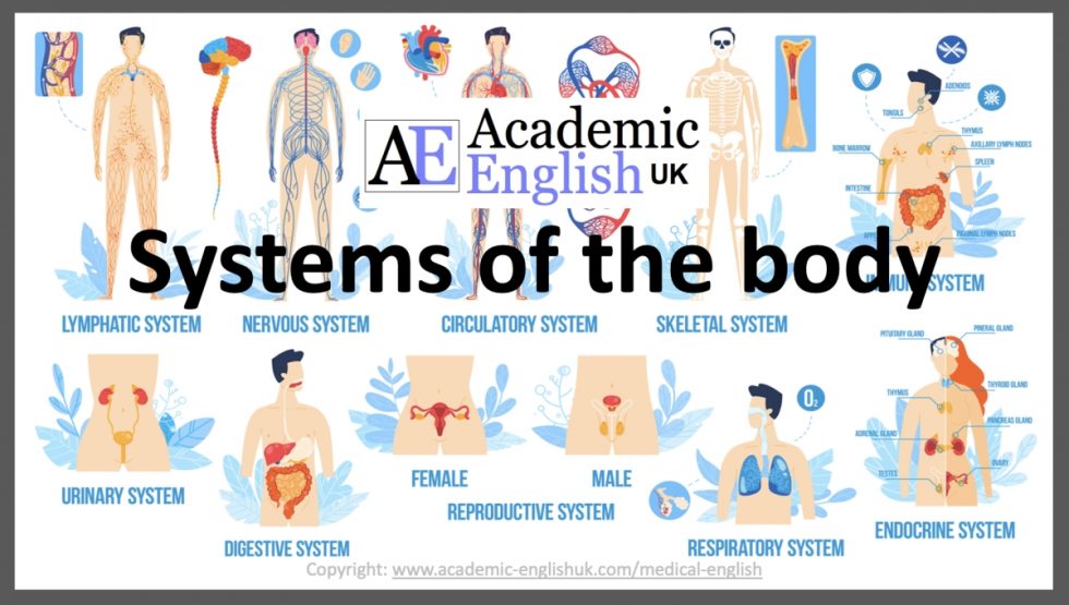 Systems of the body - Academic English UK